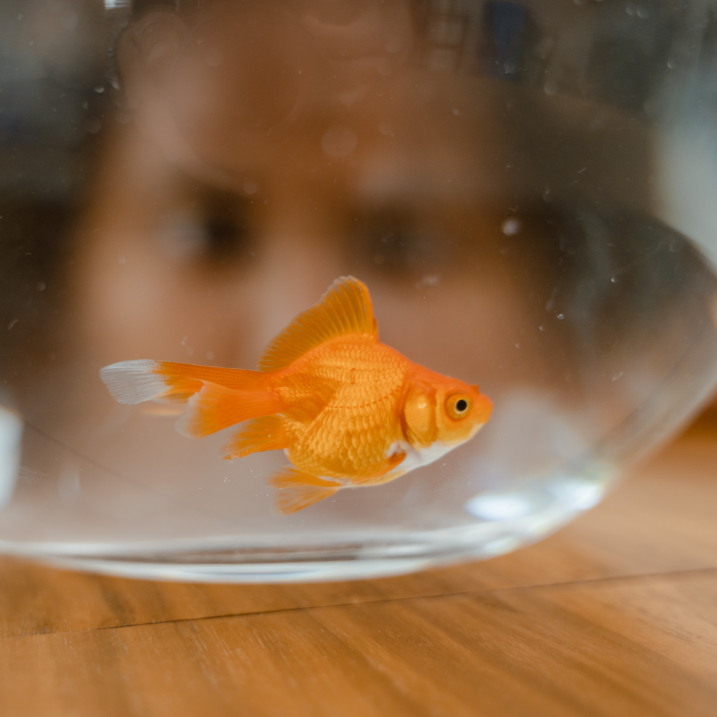 Hybrid Learning Supports – DEU | Online Teaching & Edtech ideas